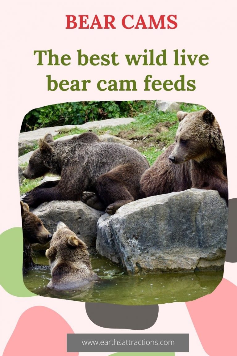 Bear cam: The best wild live bear cam feeds you won’t be able to stop ...
