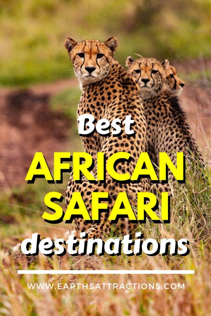 Top 5 Safari Destinations in Africa for Unforgettable Experiences