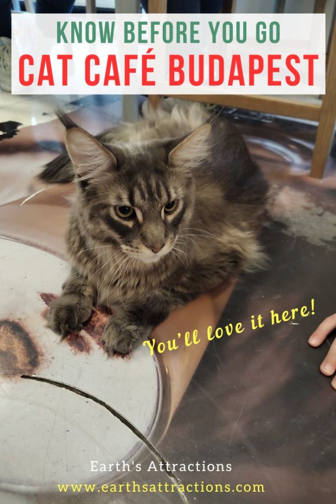 Ultimate Guide to Visiting Cat Café Budapest: Tips & Must-Knows