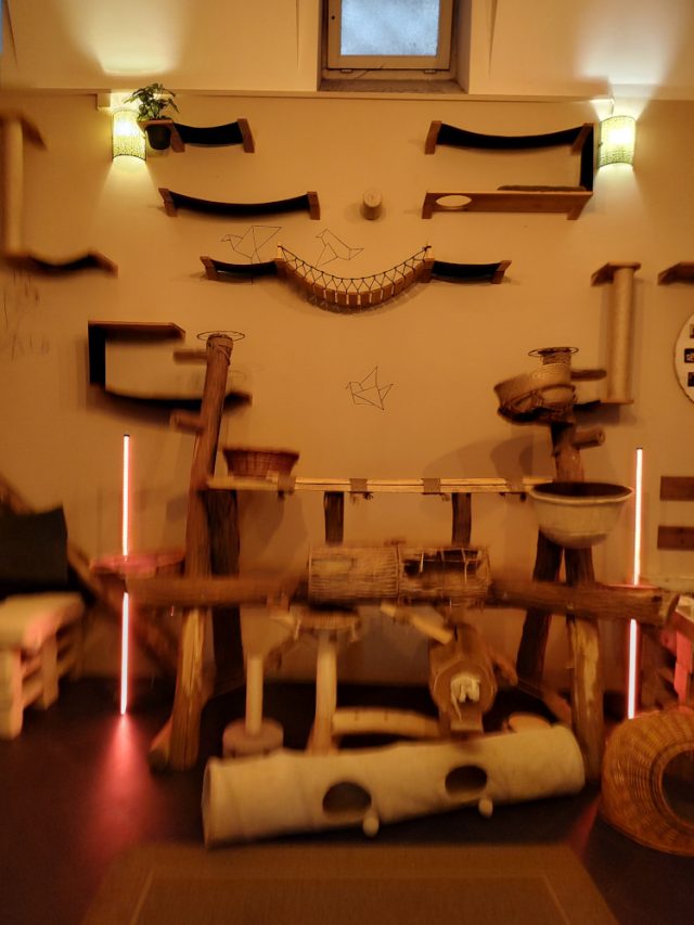 Ultimate Guide to Visiting Cat Café Budapest: Tips & Must-Knows